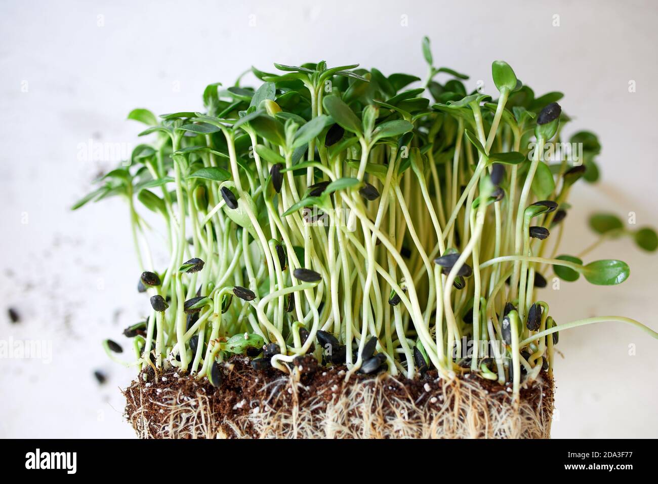 Microgreens sunflower on white background, Vegan micro sunflower greens ...
