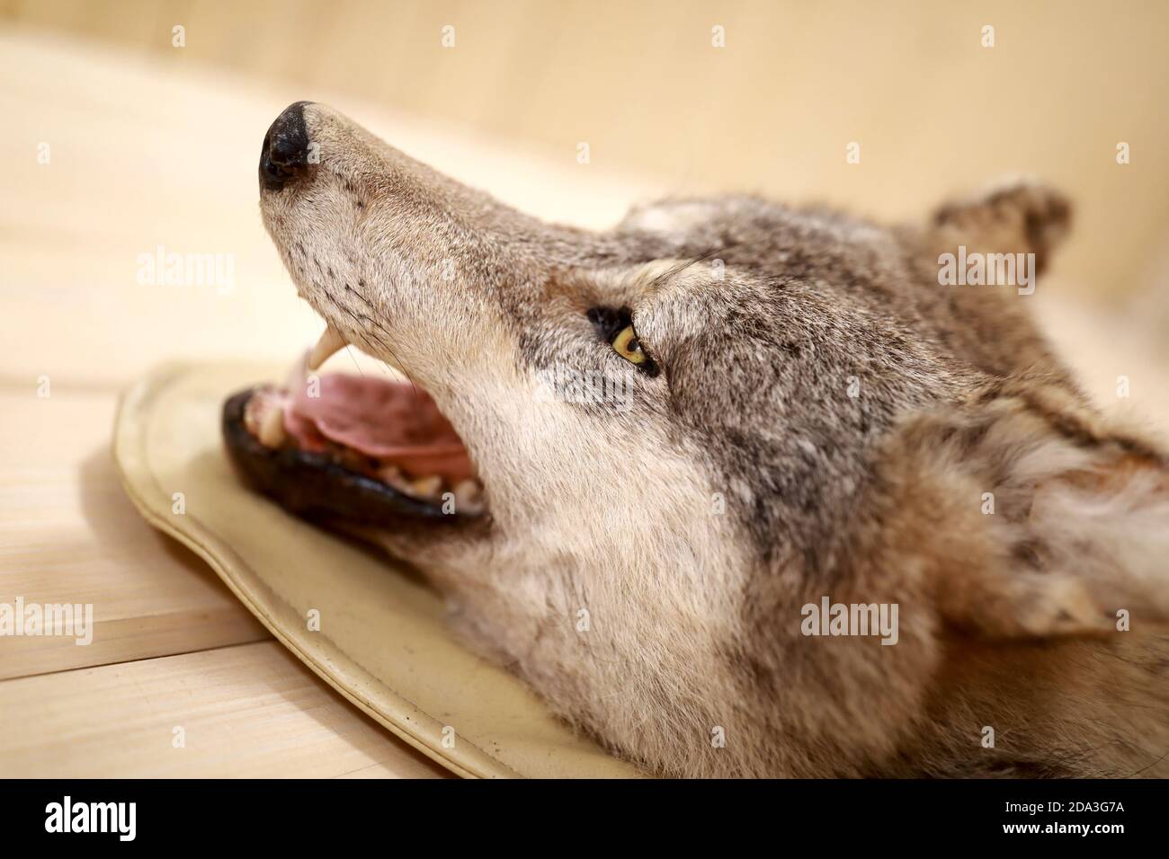 Stuffed wolf head hi-res stock photography and images - Alamy