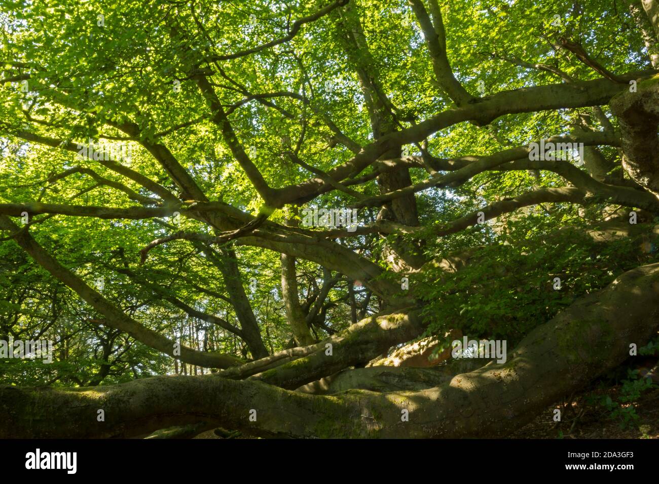 Lush green beech trees hi-res stock photography and images - Alamy