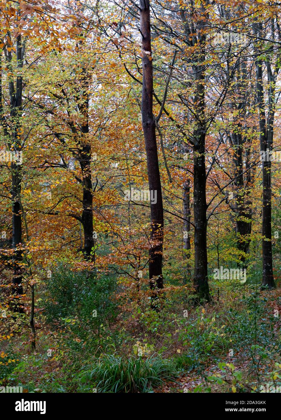 Autumn Idless woodland in Cornwall England UK fall time Stock Photo - Alamy