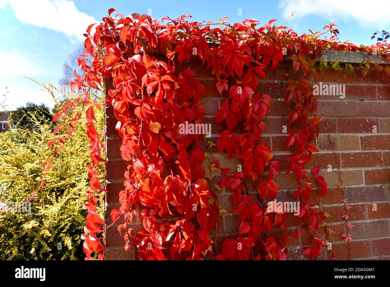 close up of red ivy plant, also known as Virginia creeper, climbing a ...