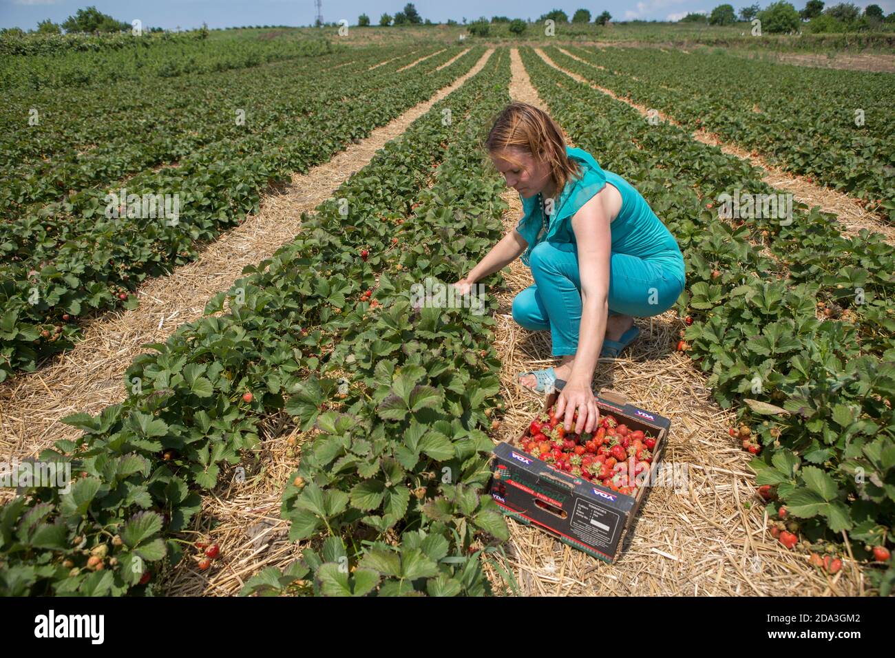 Farm moldova hi-res stock photography and images - Alamy