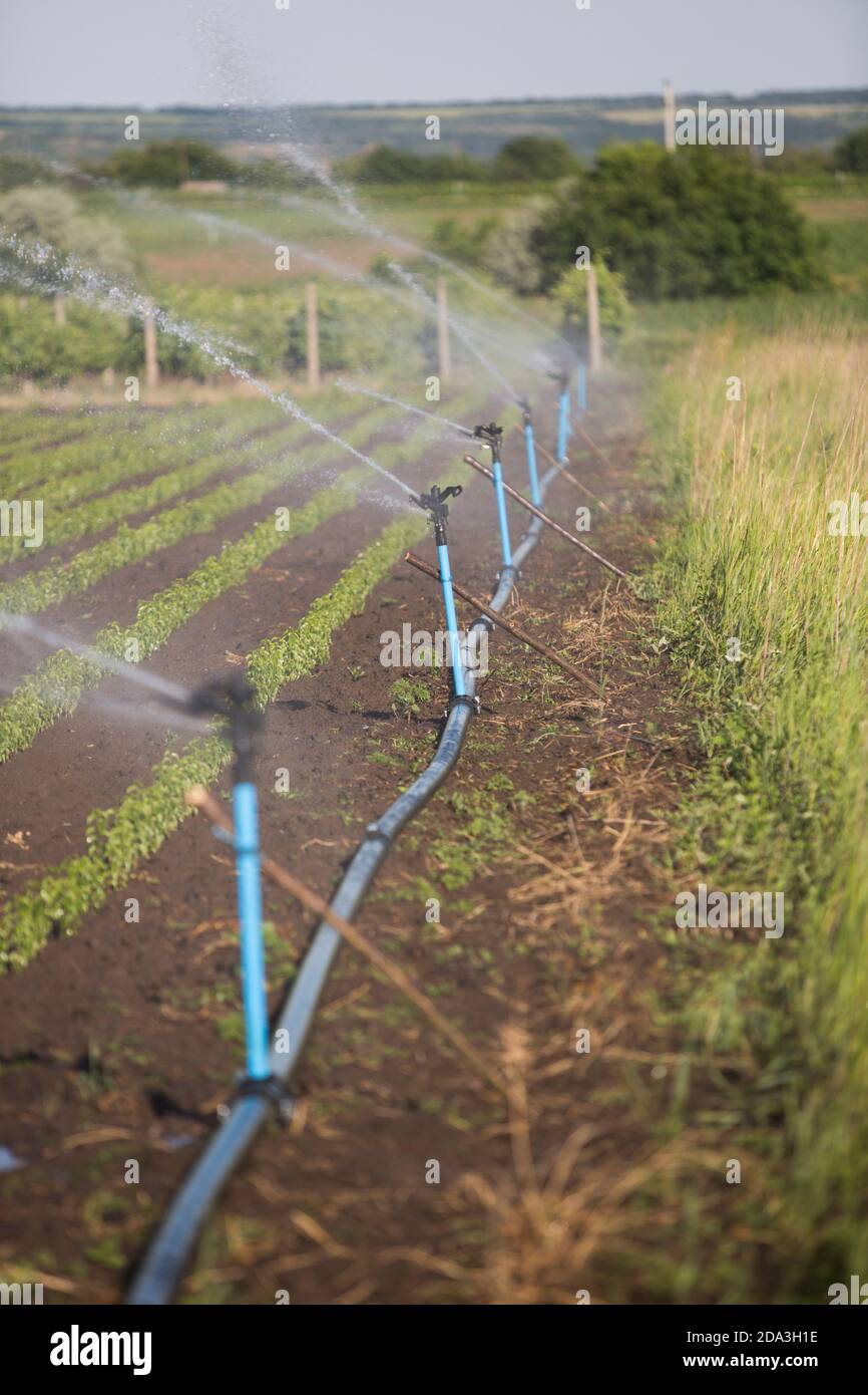 Sprinkler irrigation system on a farm in Floresta District, Moldova ...