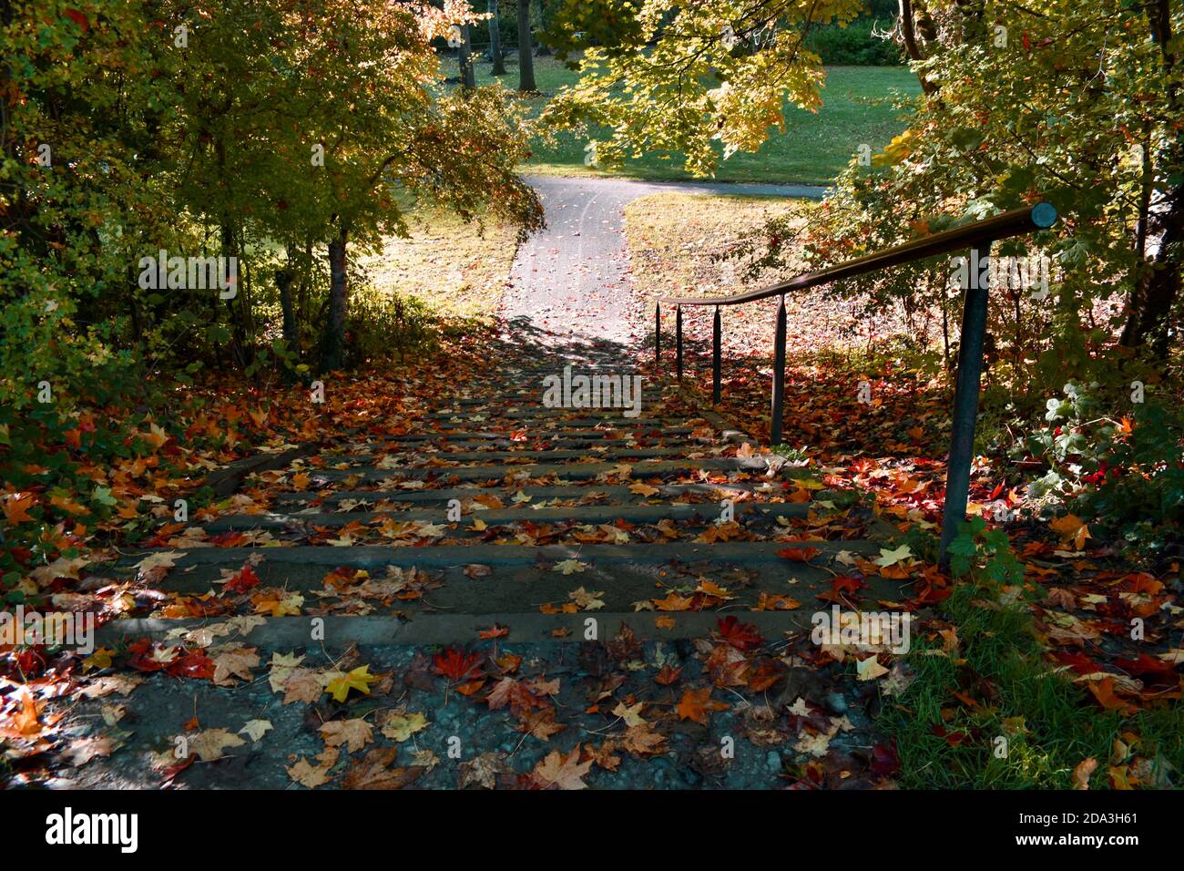 close up of autumn coloured leaves on wooden steps outside in sunshine ...