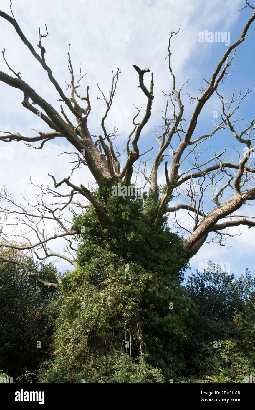 Ivy, Hedera helix, smothering the trunk of a large dead oak tree, dead ...