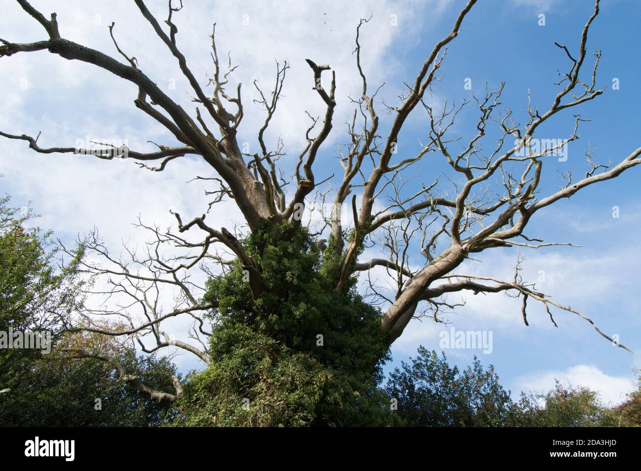 Ivy, Hedera helix, smothering the trunk of a large dead oak tree, dead ...