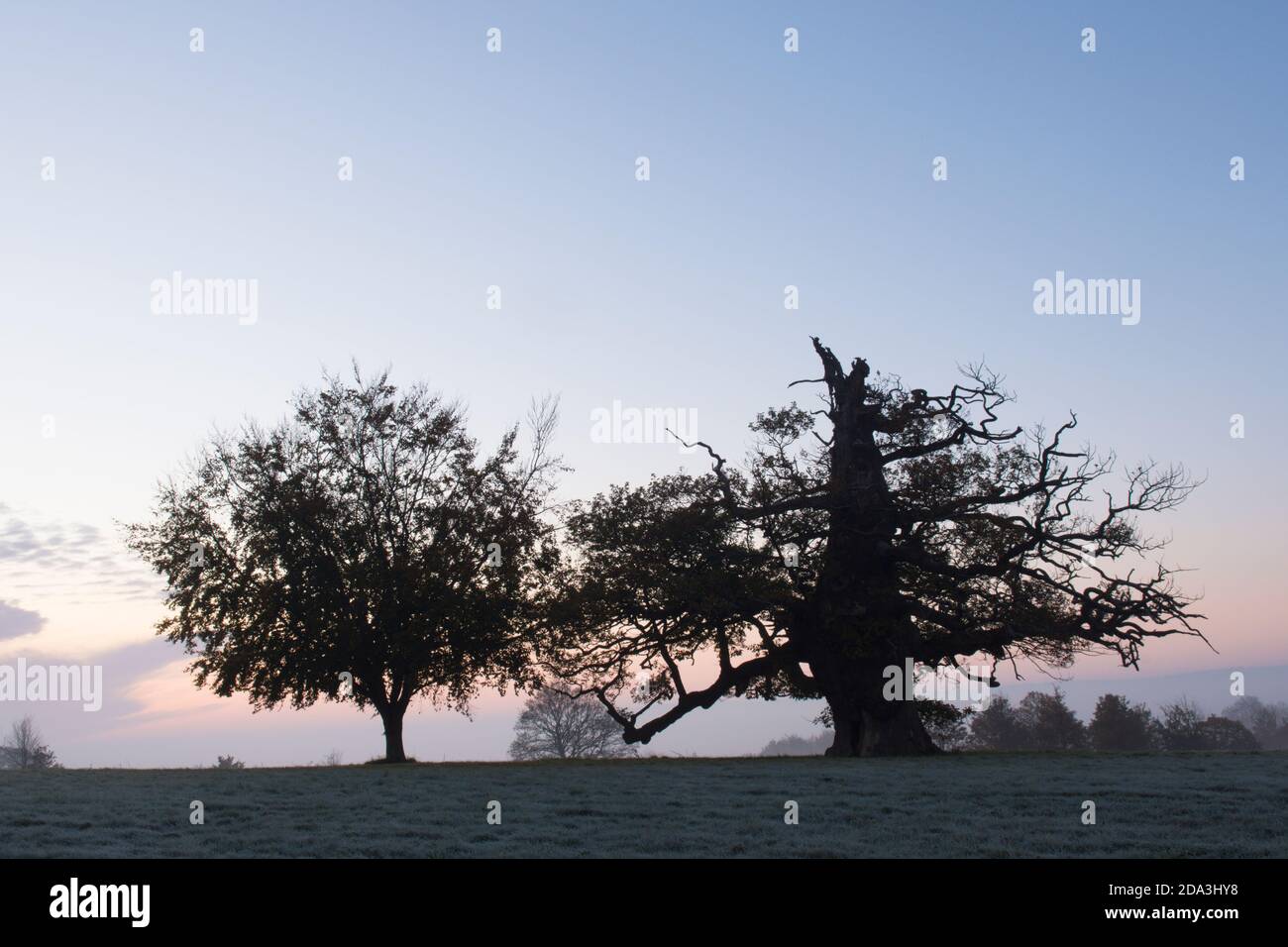 Old and young trees hi-res stock photography and images - Alamy