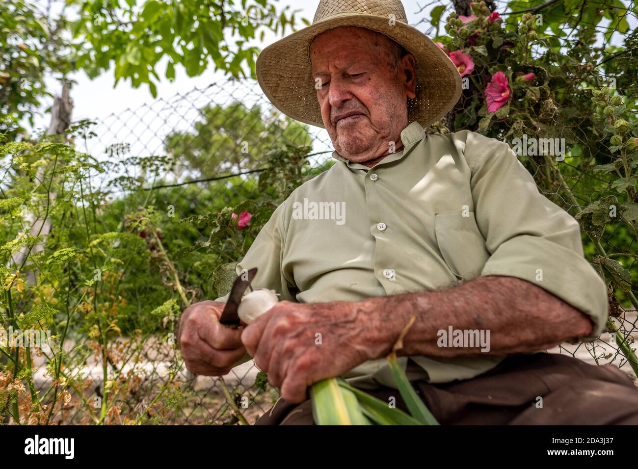 Portrait of older man with straw hat sitting cutting leeks Stock Photo ...