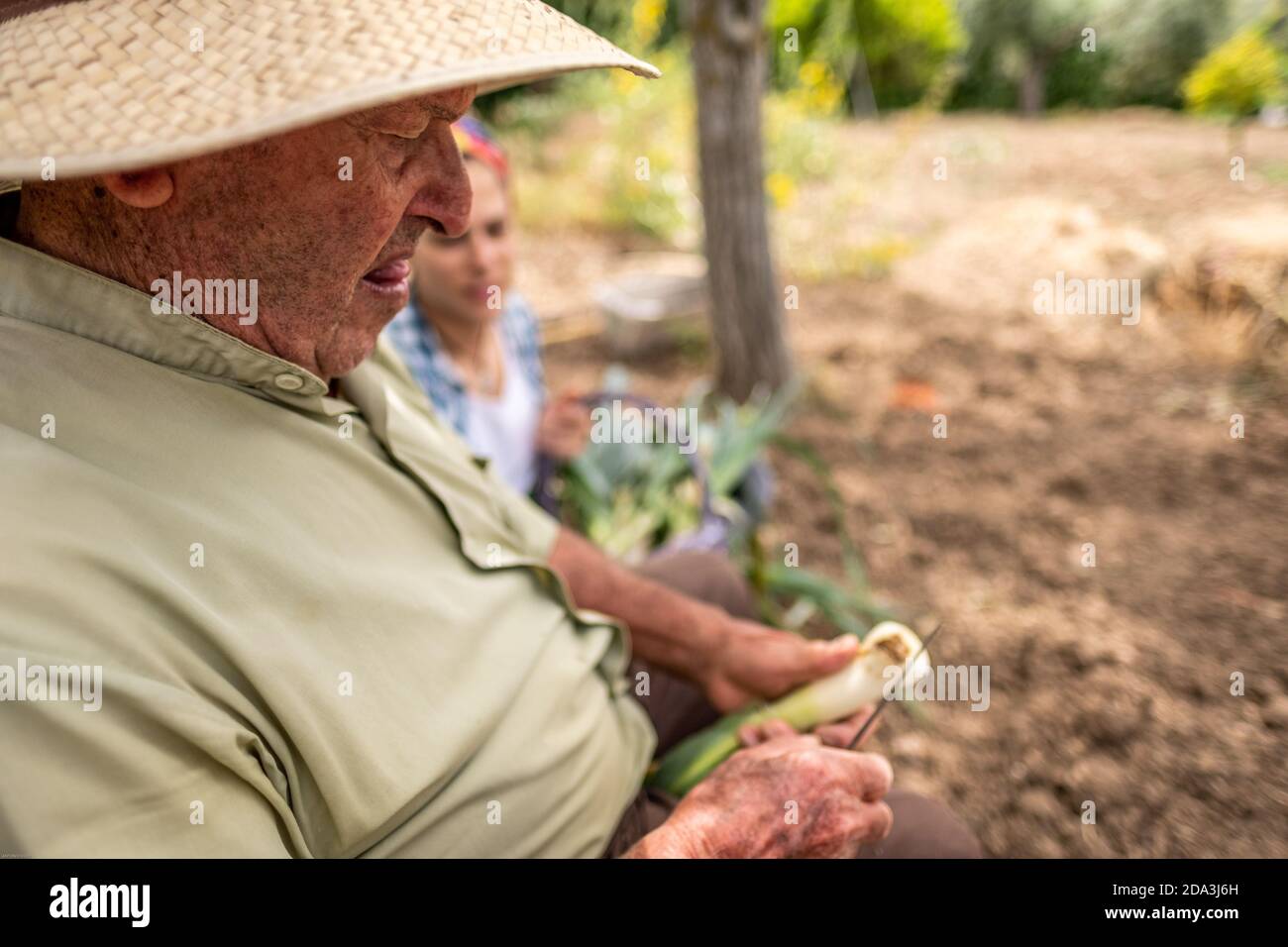 Portrait of older man with straw hat sitting cutting leeks Stock Photo ...