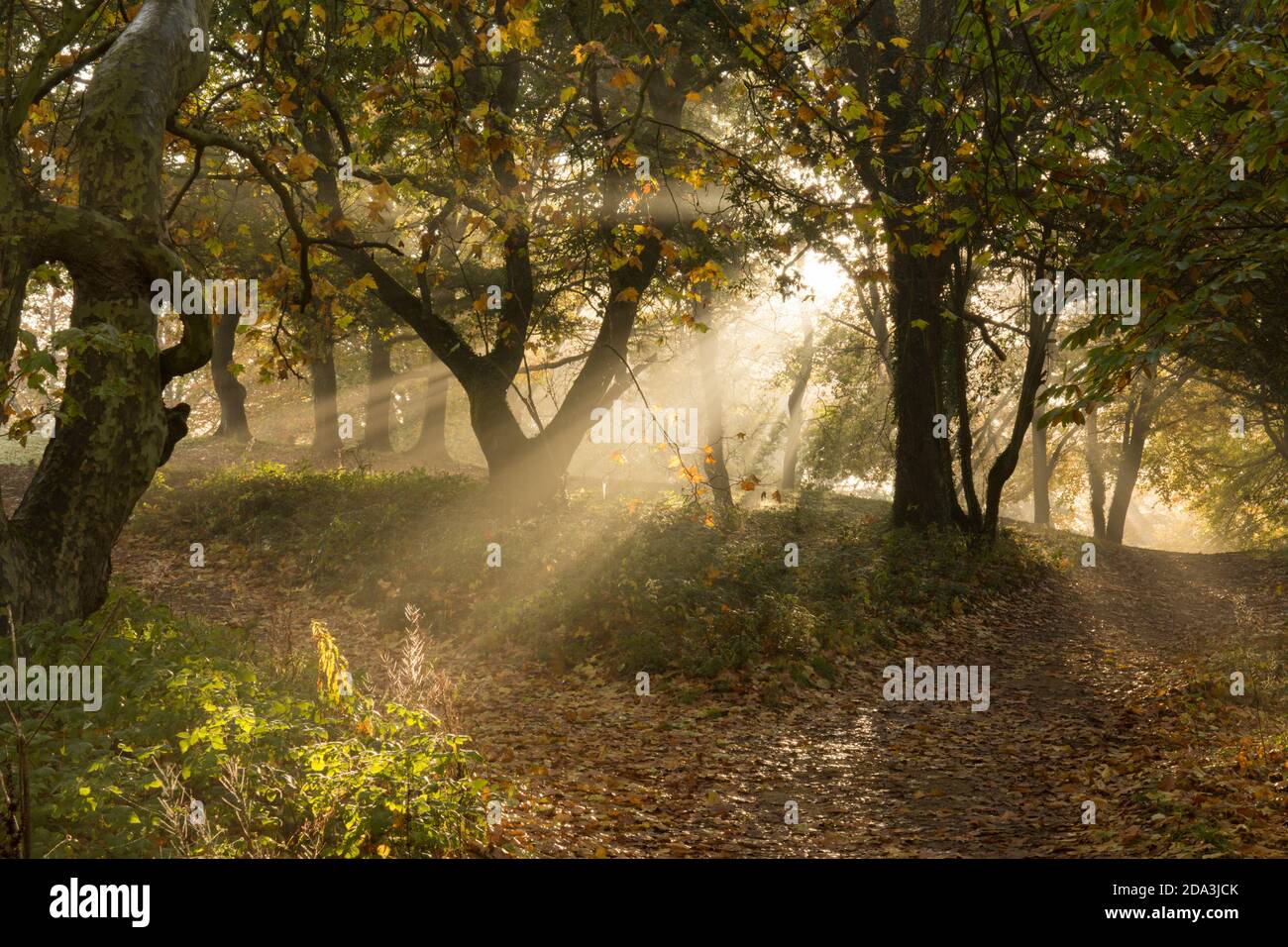 Fog sunrise light rays sunburst sunbeams sunshine hi-res stock ...