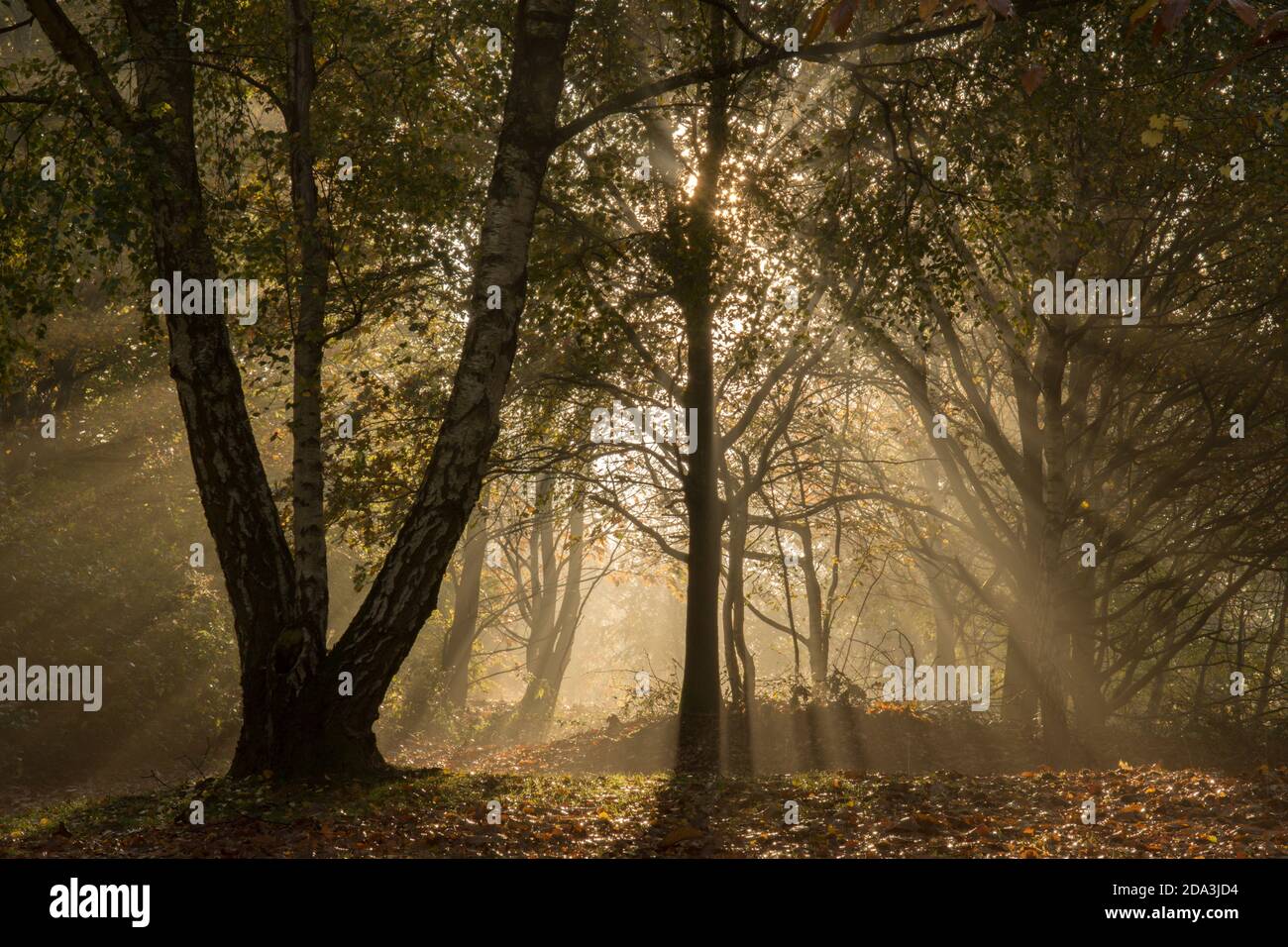 Sunbeams through trees hi-res stock photography and images - Alamy