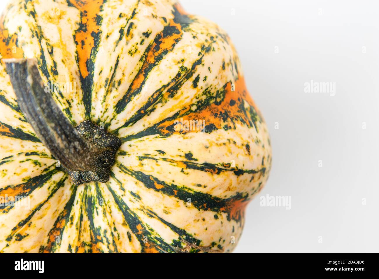 Multi colored pumpkin with negative white space for copy Stock Photo ...