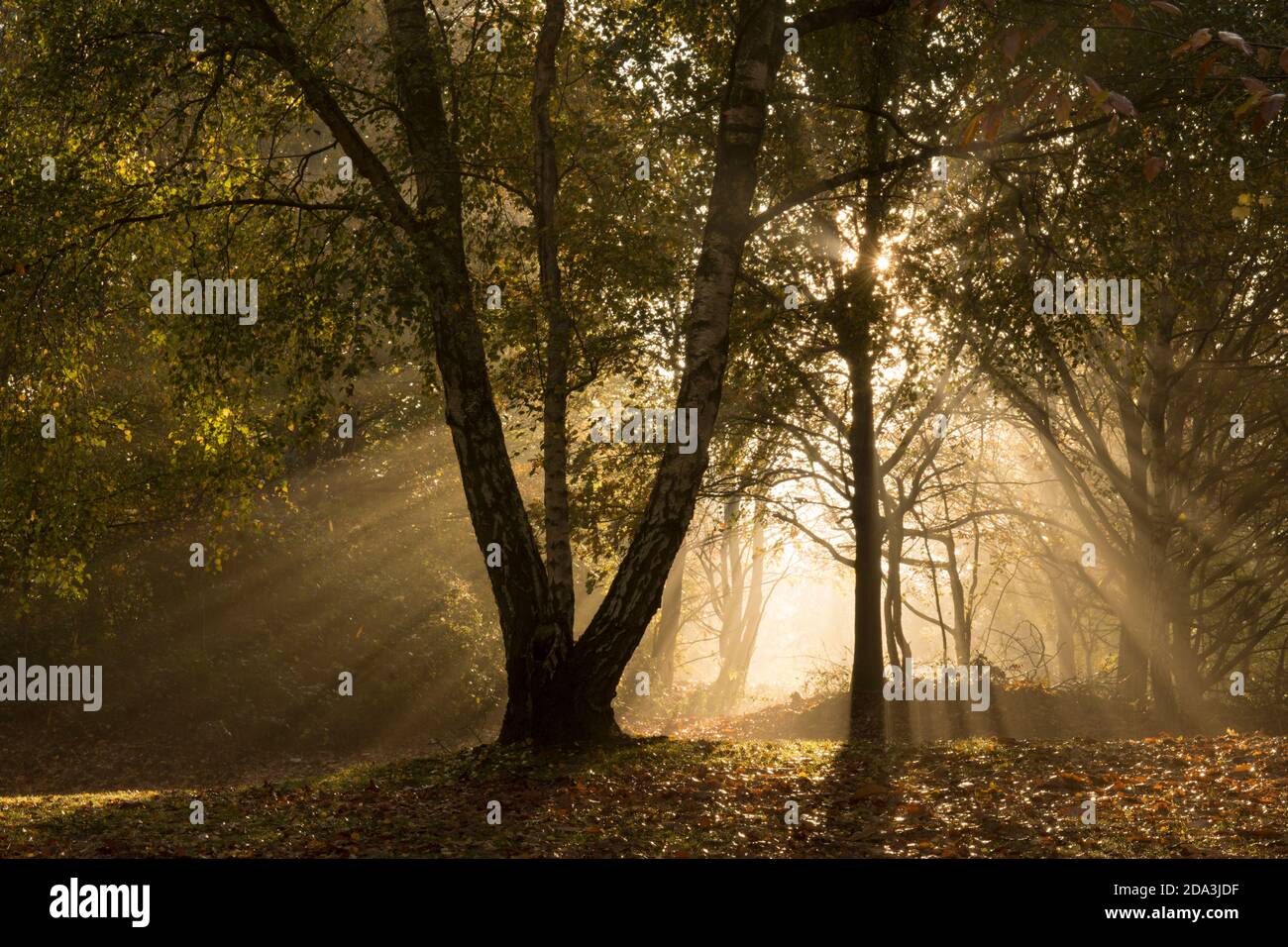 Sunbeams through trees hi-res stock photography and images - Alamy