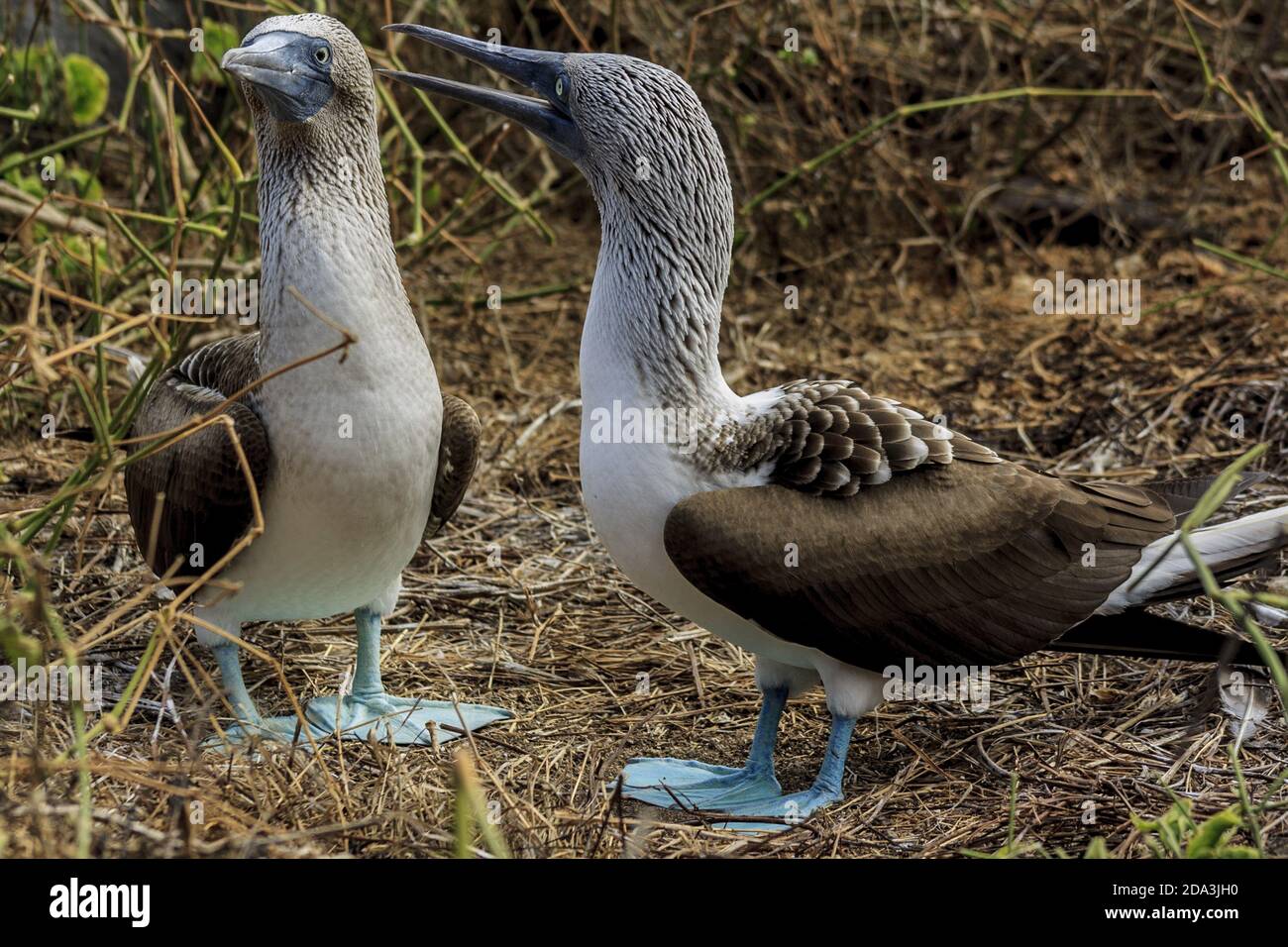 Couple of blue-footed boobies performing a mating dance Stock Photo - Alamy