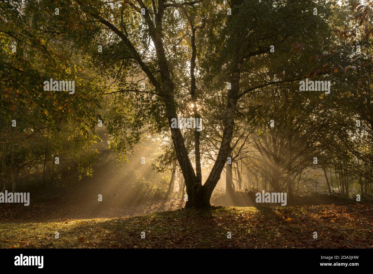 Sunshine sunlight sun light sun rays sunrays hi-res stock photography ...