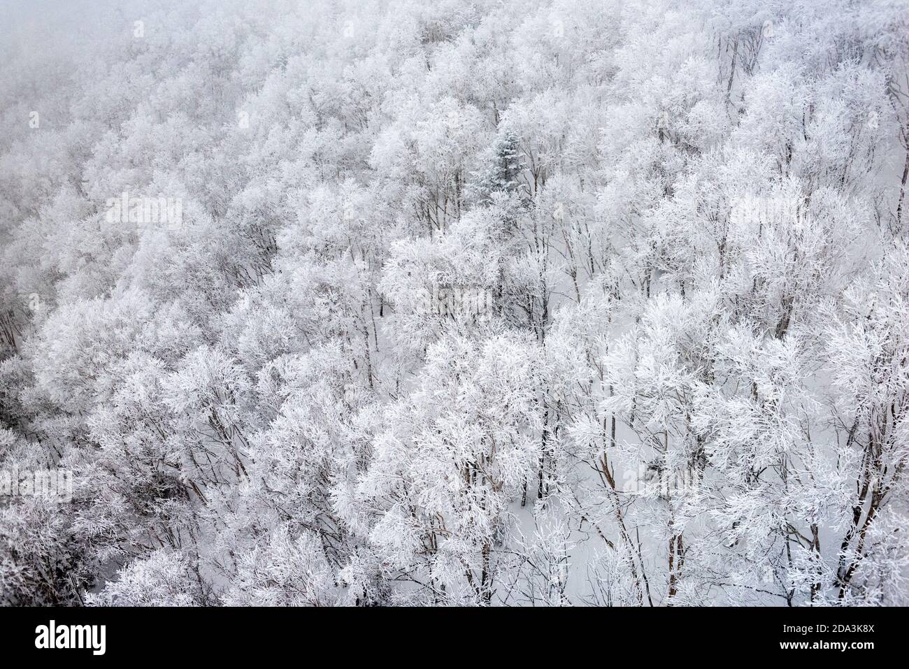 Wintry trees from above on Mt. Kurodake Hokkaido, Japan Stock Photo - Alamy