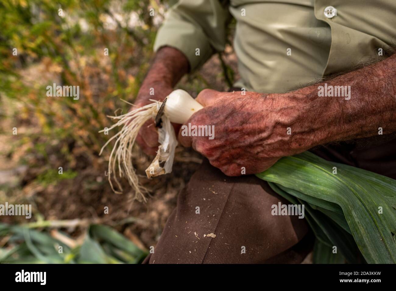 Portrait of senior man's hands cutting leeks with a knife Stock Photo ...