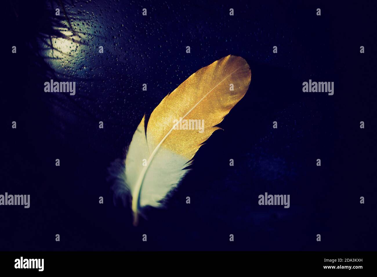 Golden plume hi-res stock photography and images - Alamy