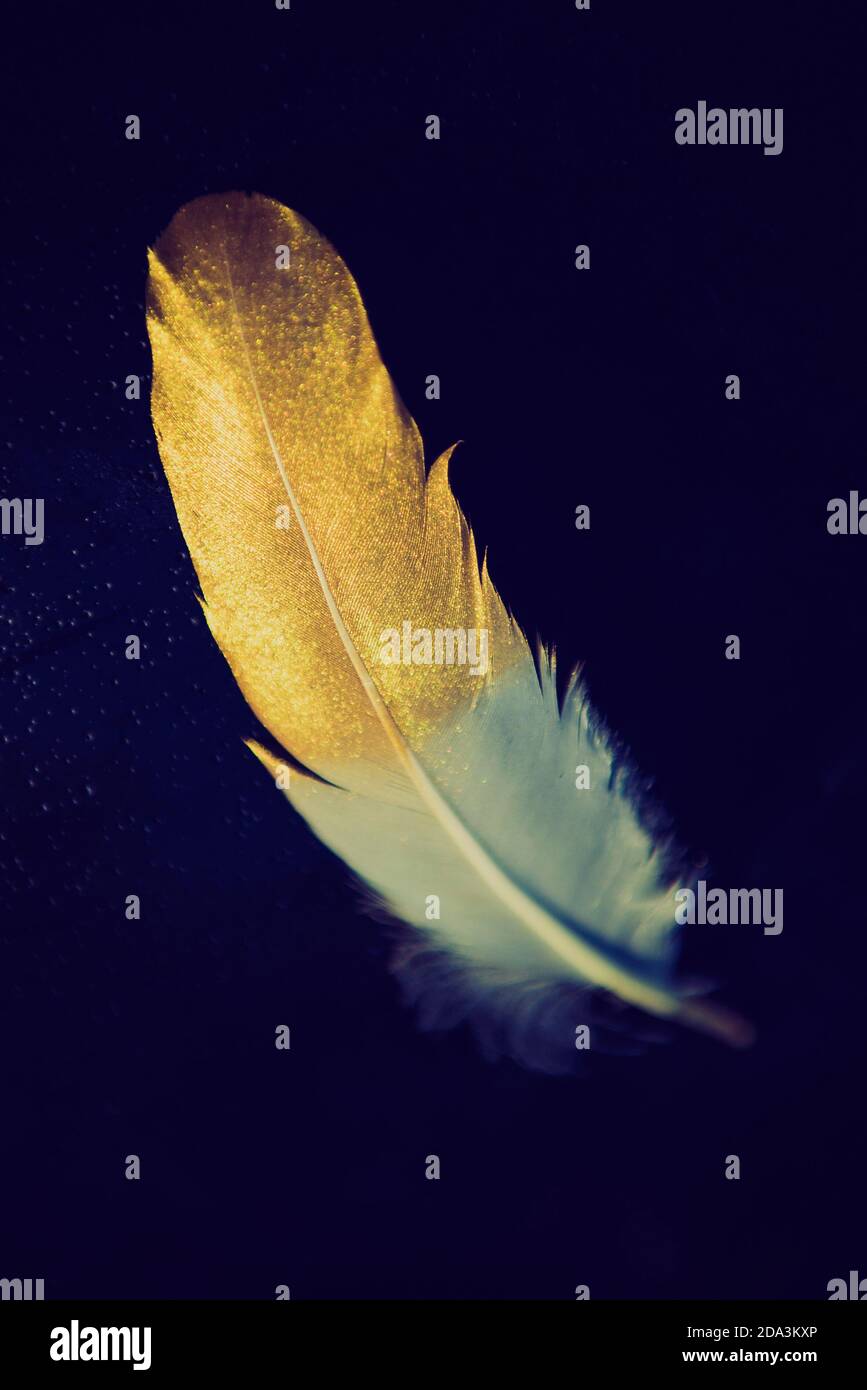 Golden plume hi-res stock photography and images - Alamy