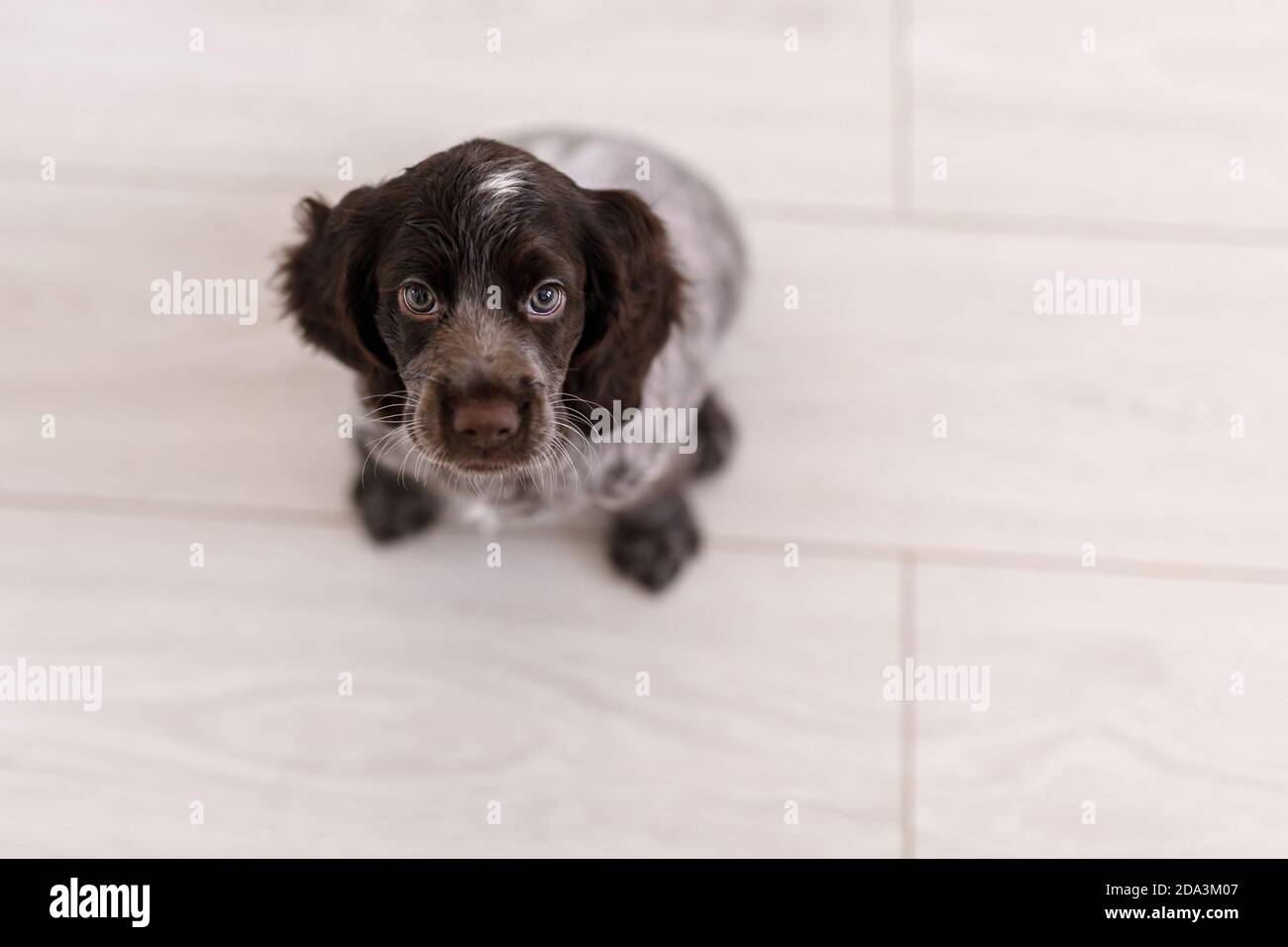 young springer spaniel dog playing with toy on a floor at home Stock ...