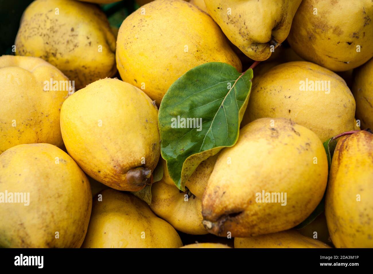 Food fruit fruits quinces quitten hi-res stock photography and images ...