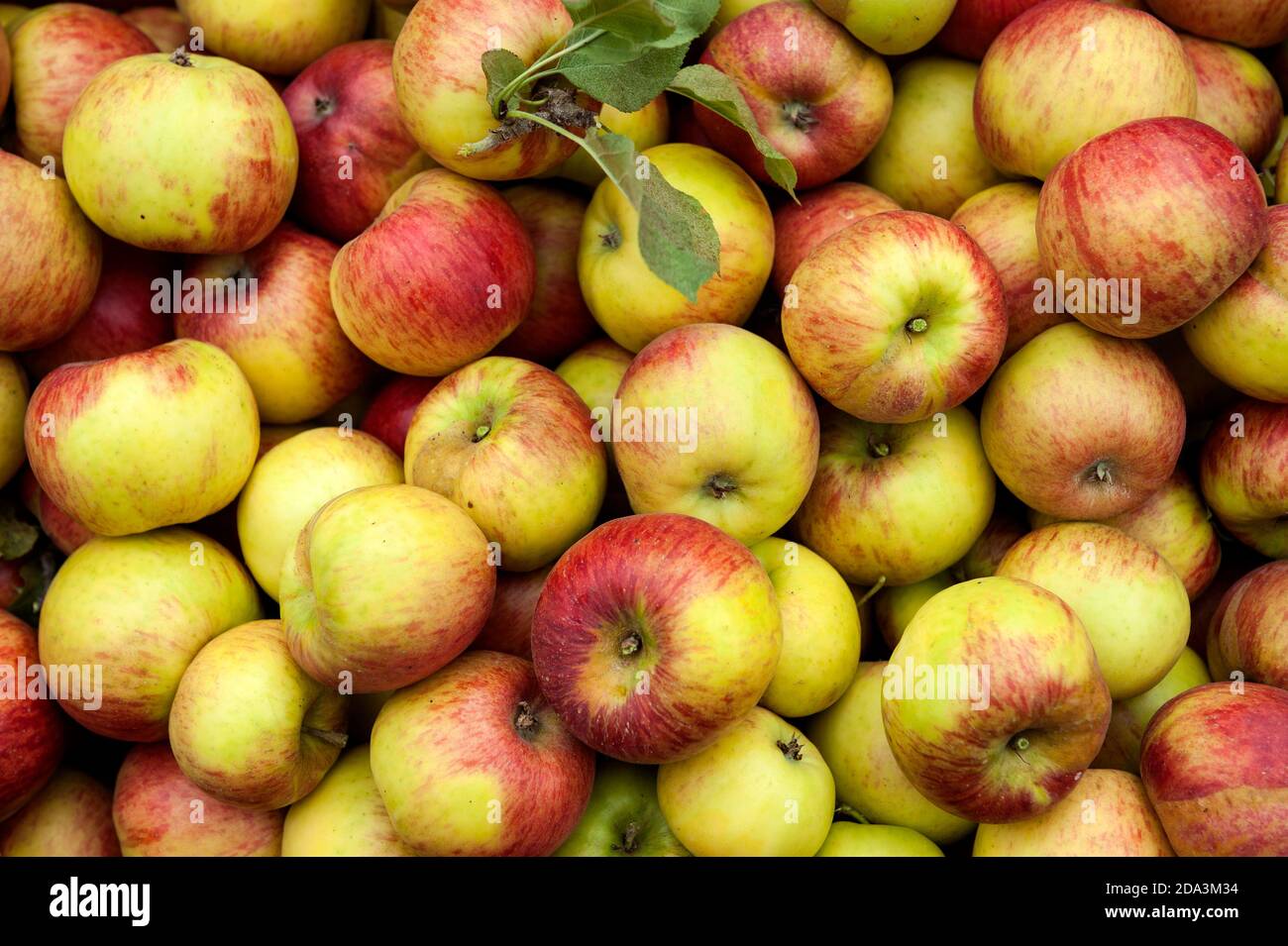 Topaz apple malus hi-res stock photography and images - Alamy