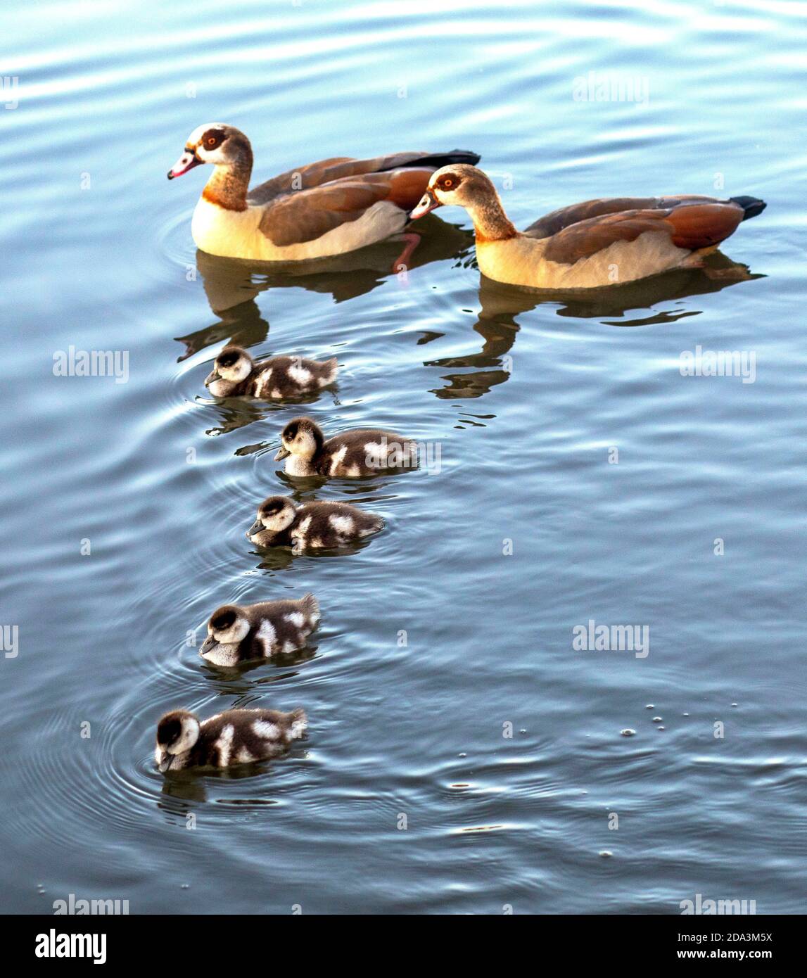 Pic shows: Lockdown goose down Family of Egyptian goslings and geese ...