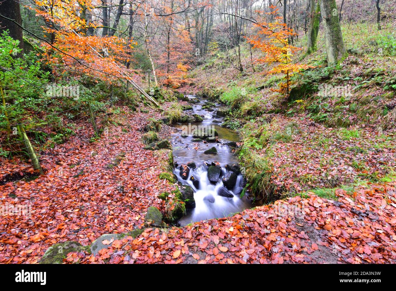 Stream running through woods hi-res stock photography and images - Alamy