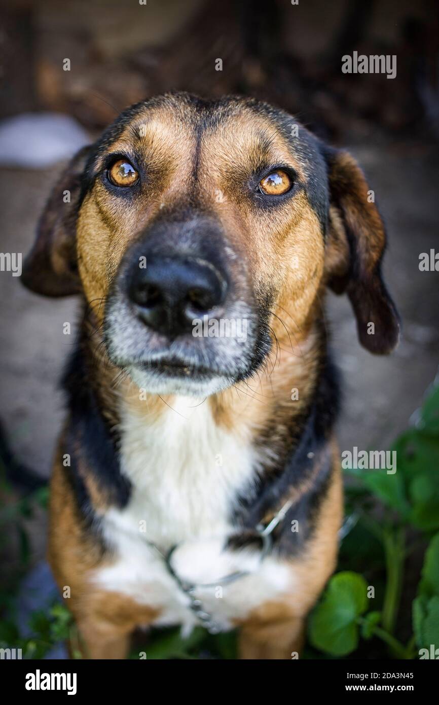 Beautiful portrait of a countryside mixed-breed dog Stock Photo - Alamy