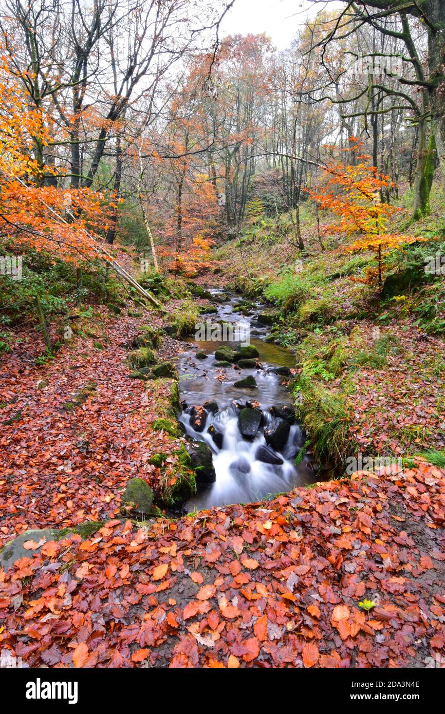 Stream running through woods hi-res stock photography and images - Alamy