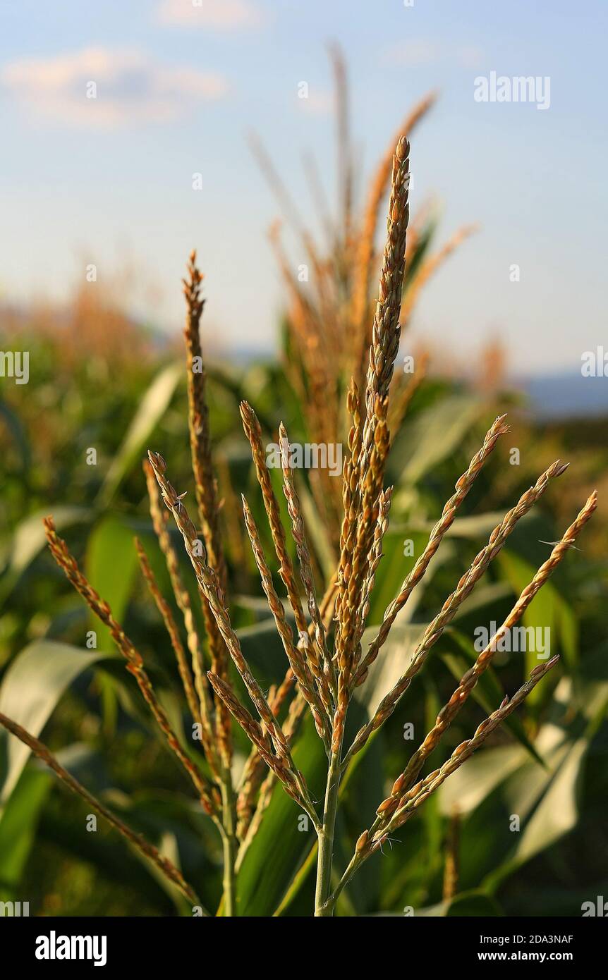 Growing up young stalk's tops of corn maize plant in the field, close ...