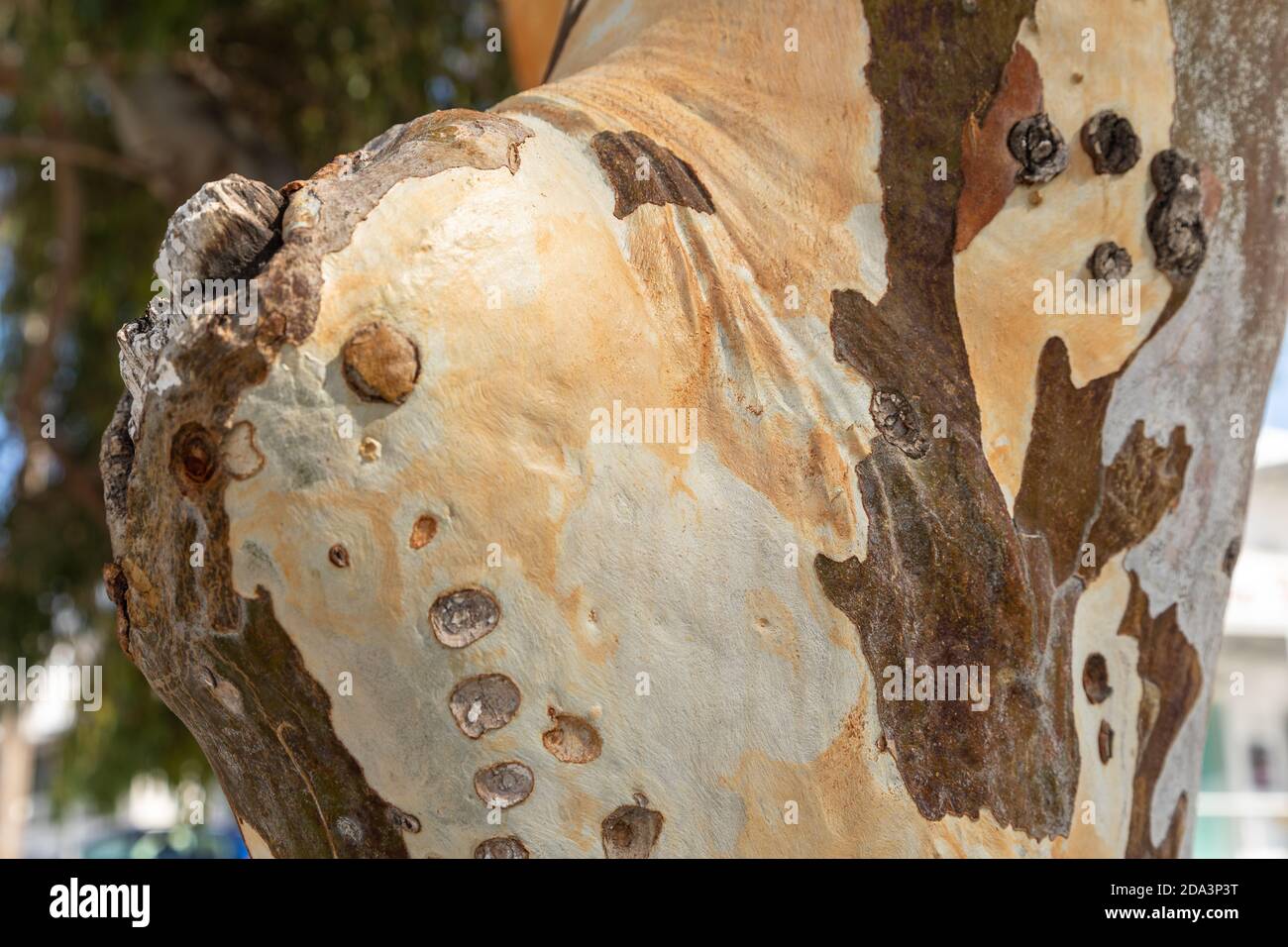 Abstract brown pattern background in colorful texture of Eucalyptus ...