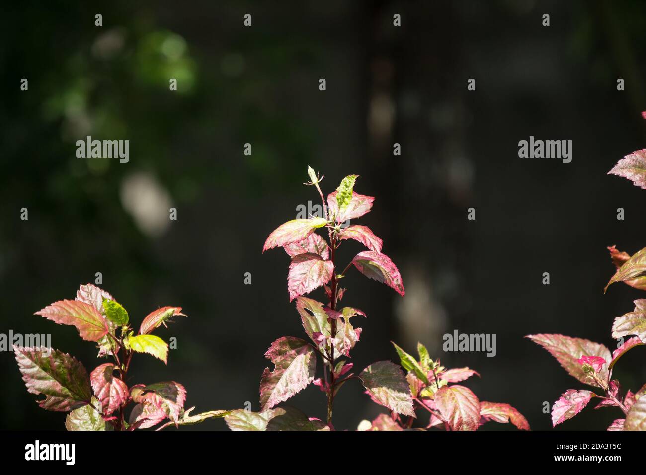 Close up Leaf of Red Chinese hibiscus flower Stock Photo - Alamy
