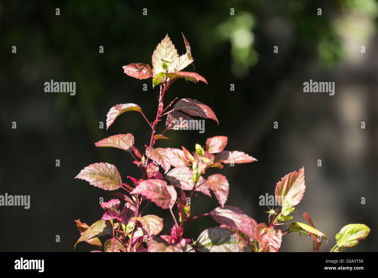 Close up Leaf of Red Chinese hibiscus flower Stock Photo - Alamy
