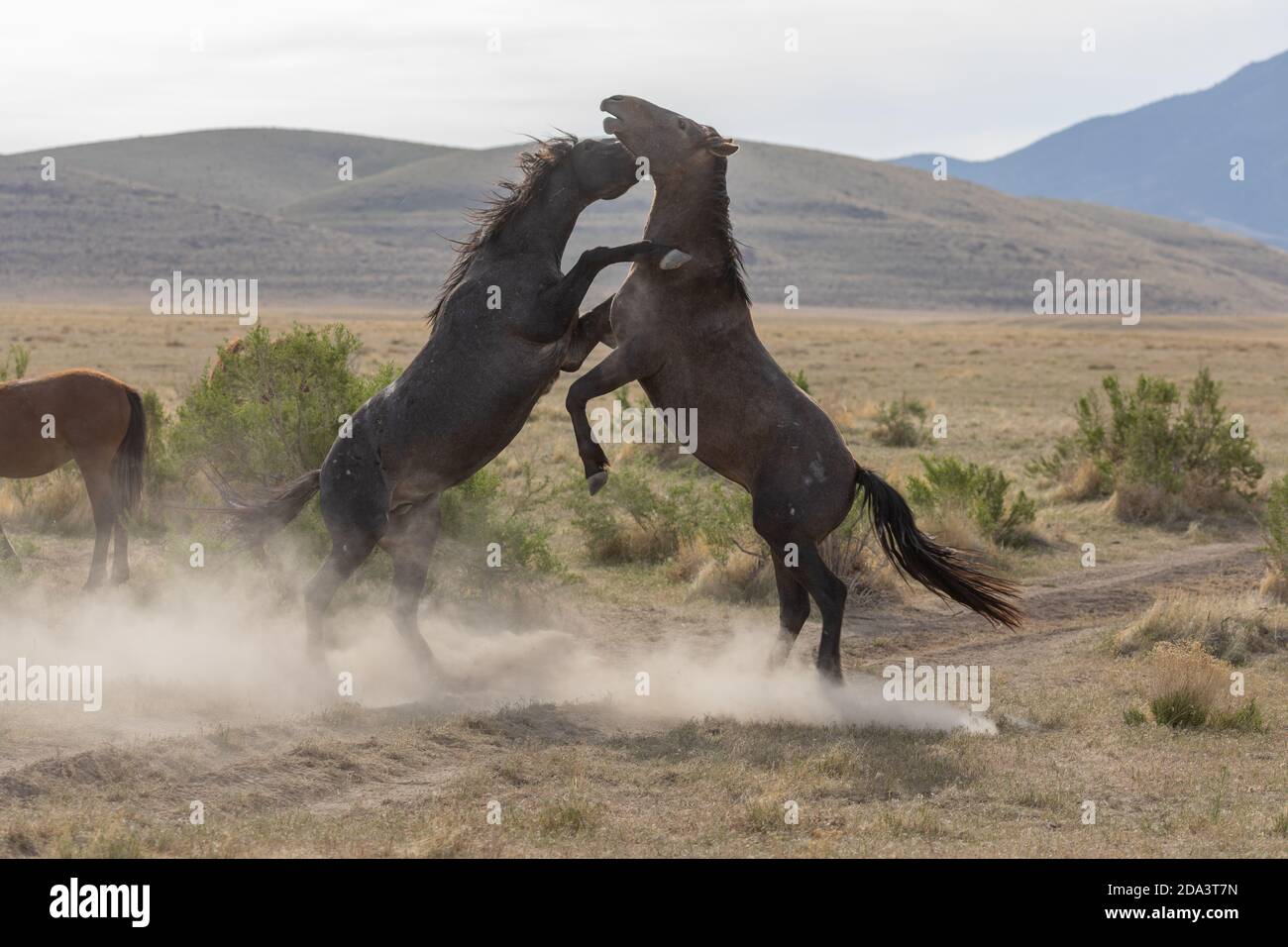 Wild Horse Stallions Fighting in the Utah Desert Stock Photo - Alamy