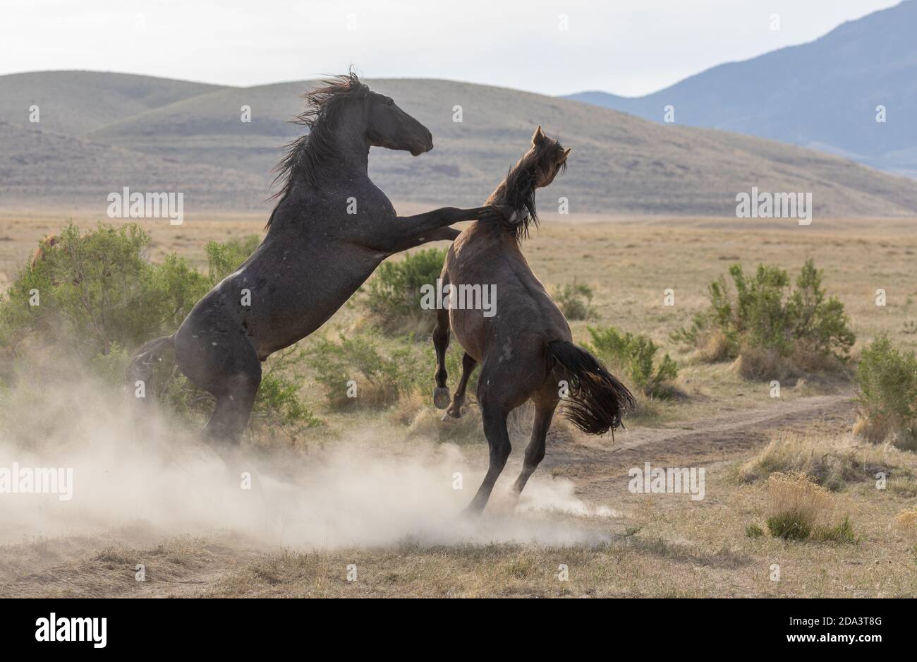 Wild Horse Stallions Fighting in the Utah Desert Stock Photo - Alamy