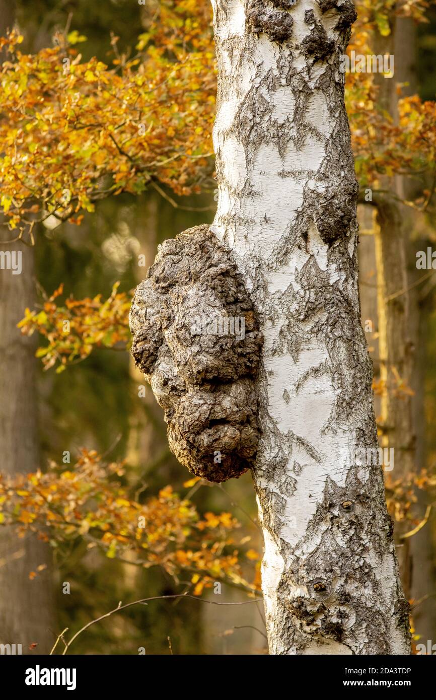 Autumn themed forest with large growth on birch tree Stock Photo - Alamy