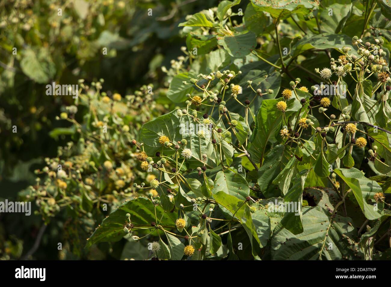 Close up Green flower of teak tree with green leaf Stock Photo - Alamy
