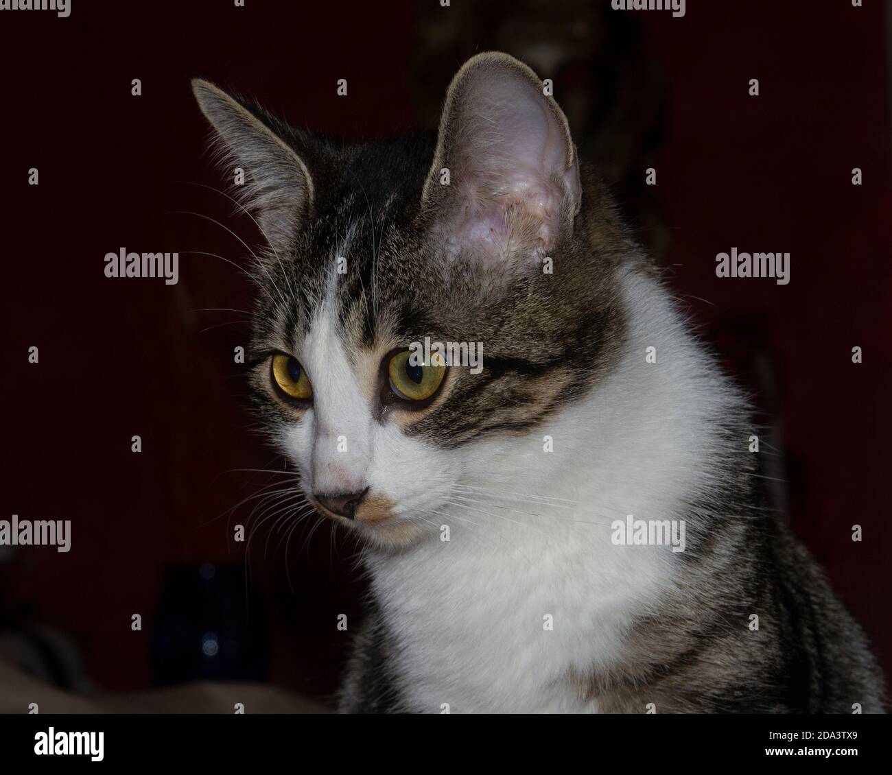 Six month old kitten hi-res stock photography and images - Alamy