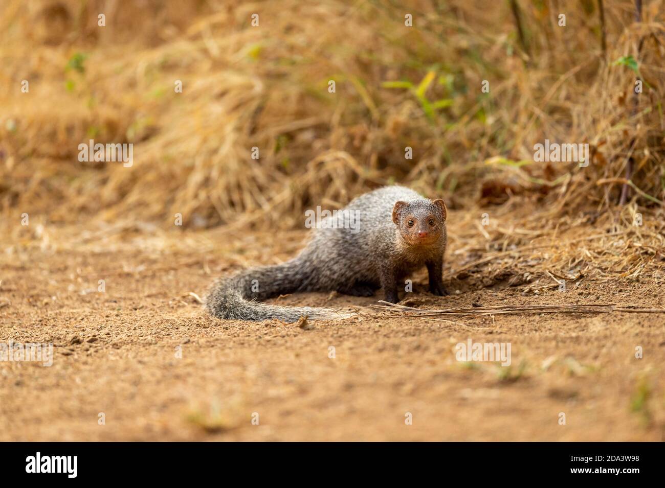 Indian grey mongoose or Herpestes edwardsii portrait with eye contact ...