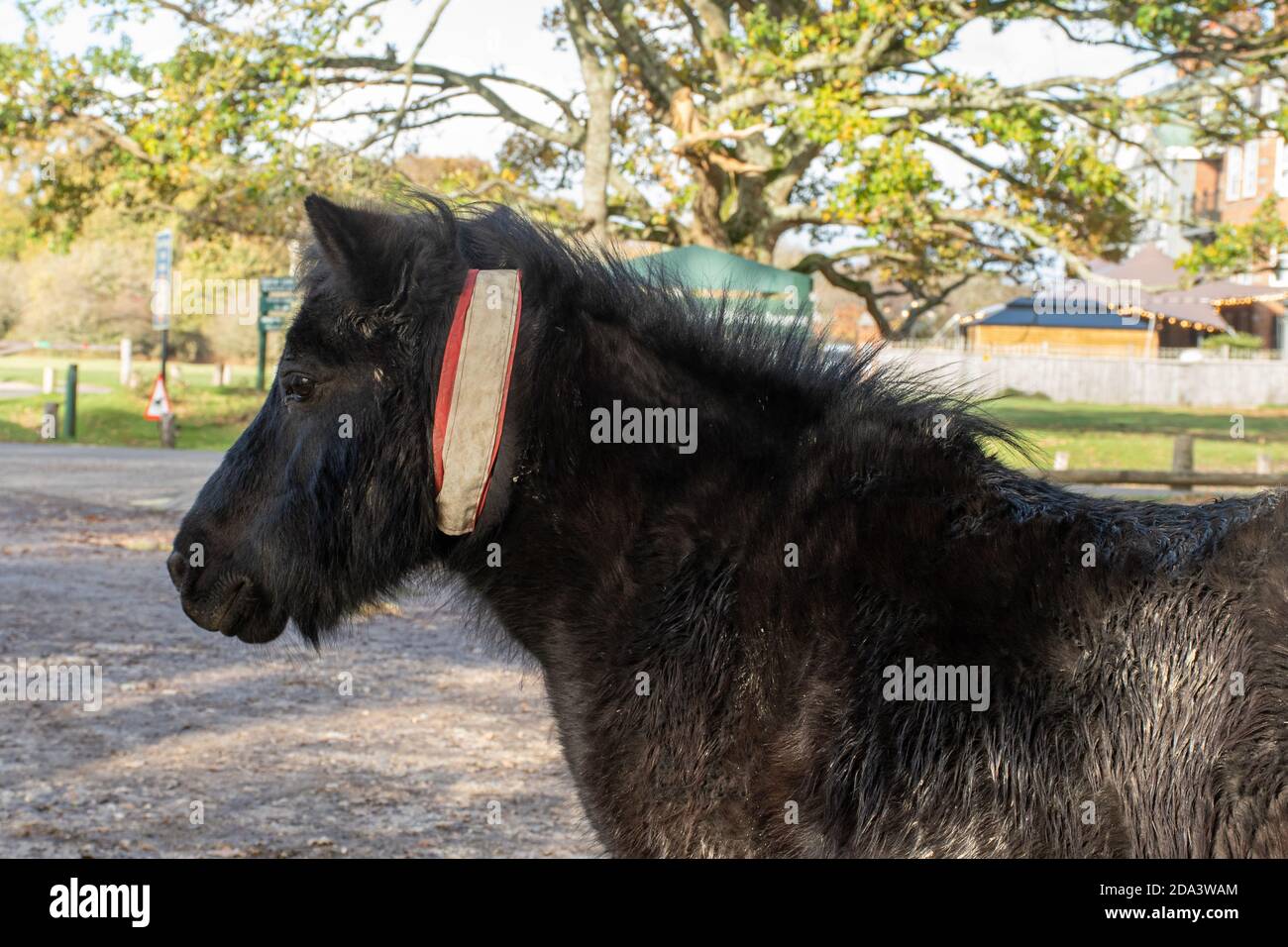Night pony hi-res stock photography and images - Alamy