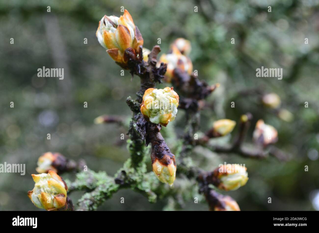 Fantastic up close plant budding in nature Stock Photo - Alamy