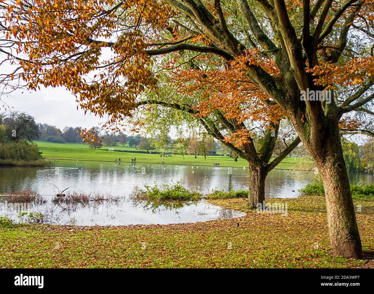 Verulam lake st albans hi-res stock photography and images - Alamy
