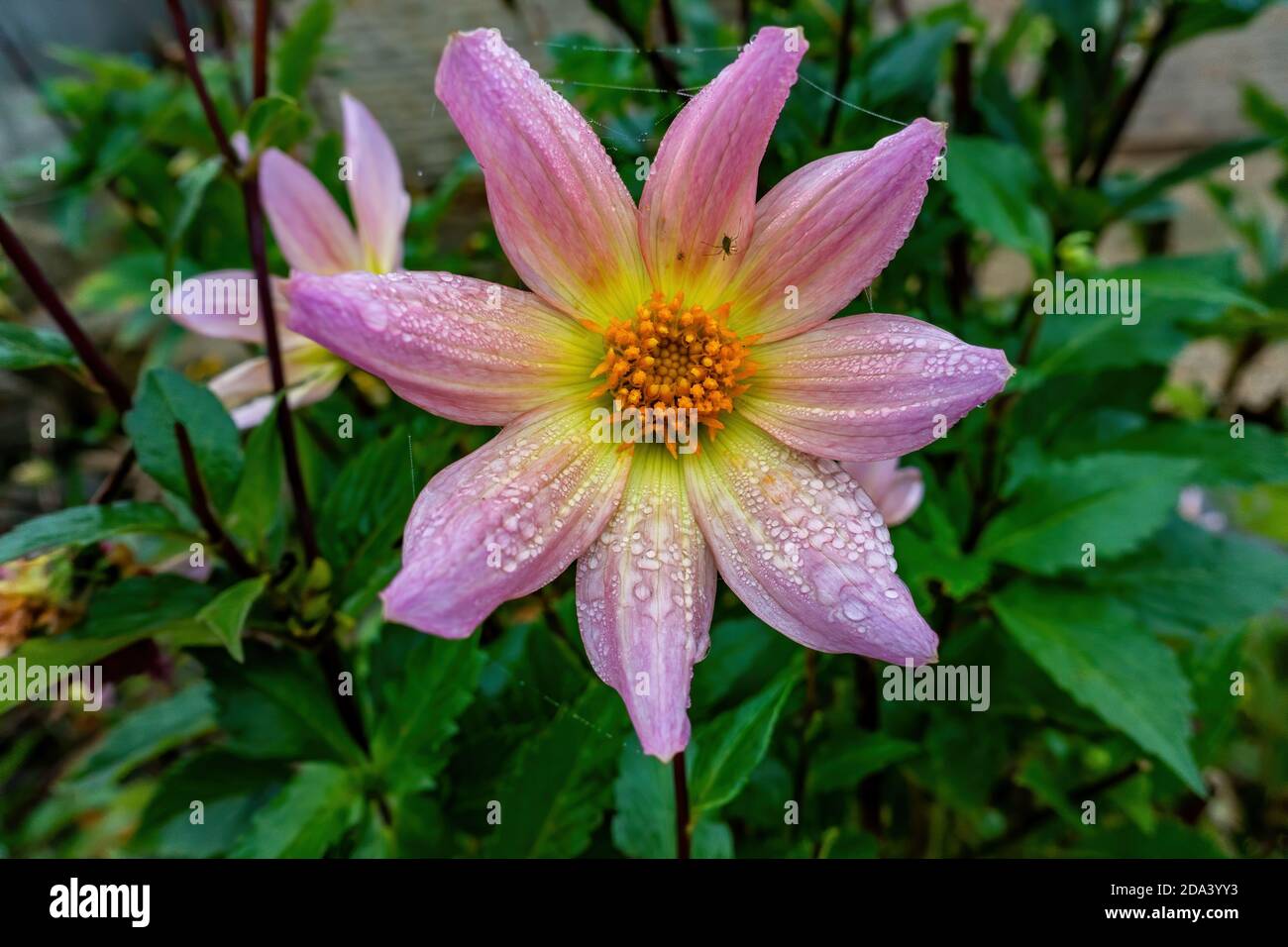 Pink dahila hi-res stock photography and images - Alamy
