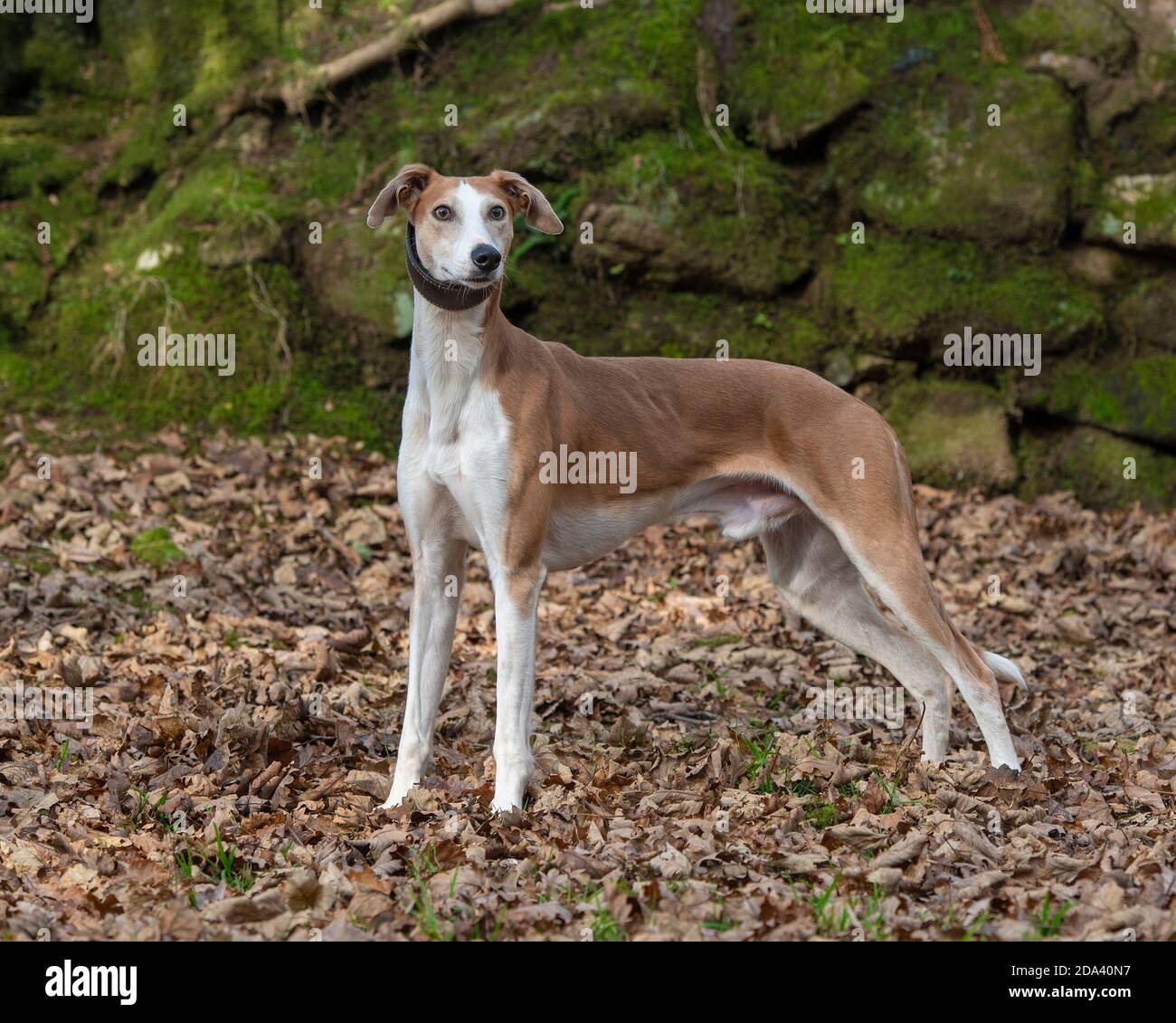Sight dog hi-res stock photography and images - Alamy