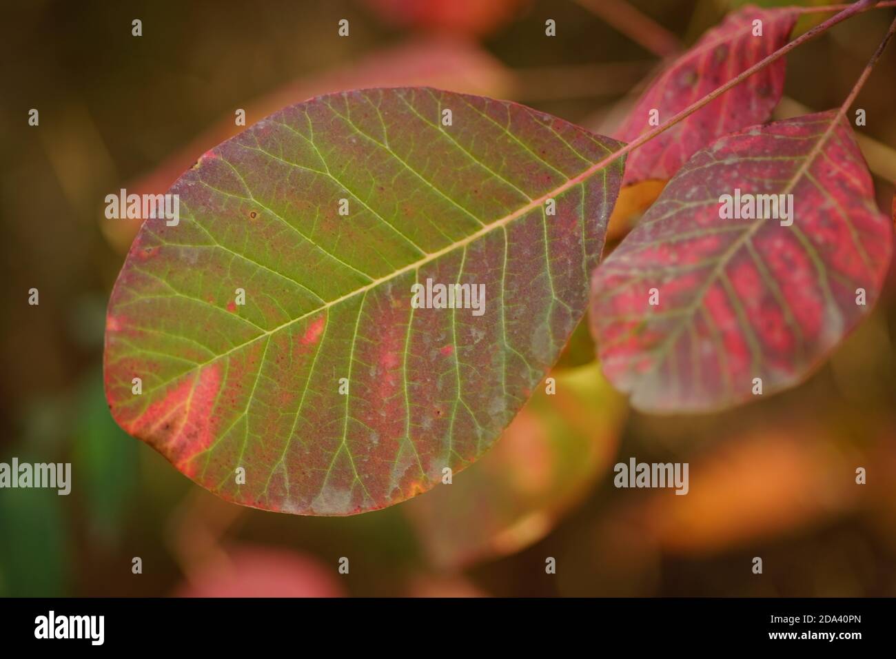 Eaves on tree hi-res stock photography and images - Alamy