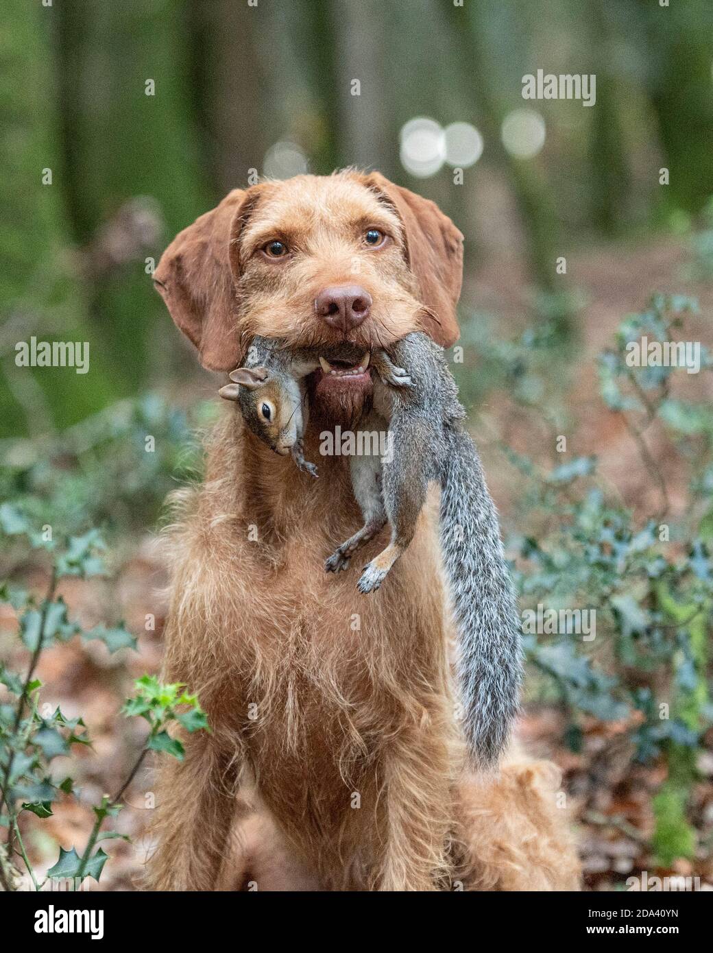 Hungarian wirehaired vizsla Stock Photo - Alamy
