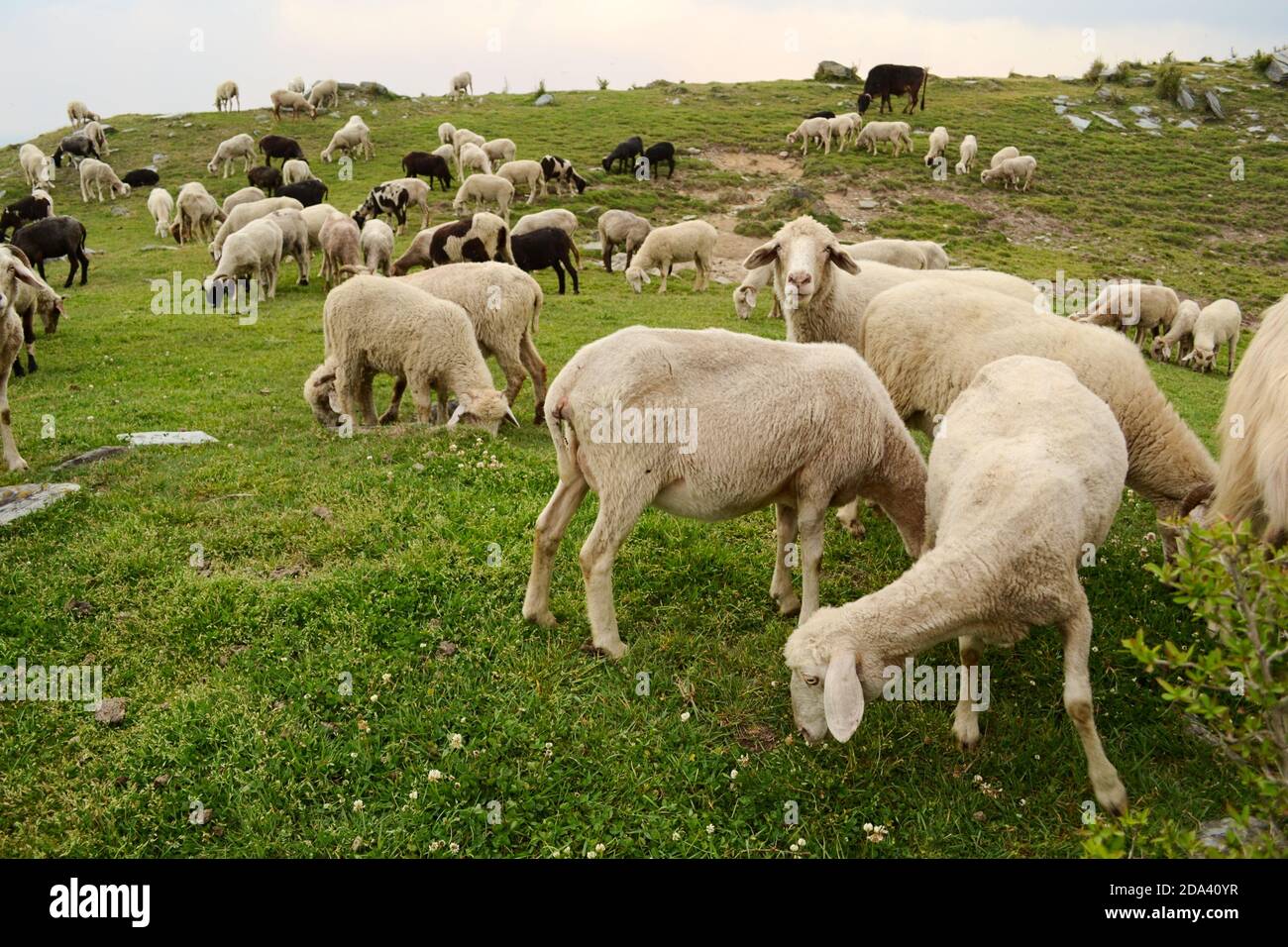 India mountains animals hi-res stock photography and images - Alamy