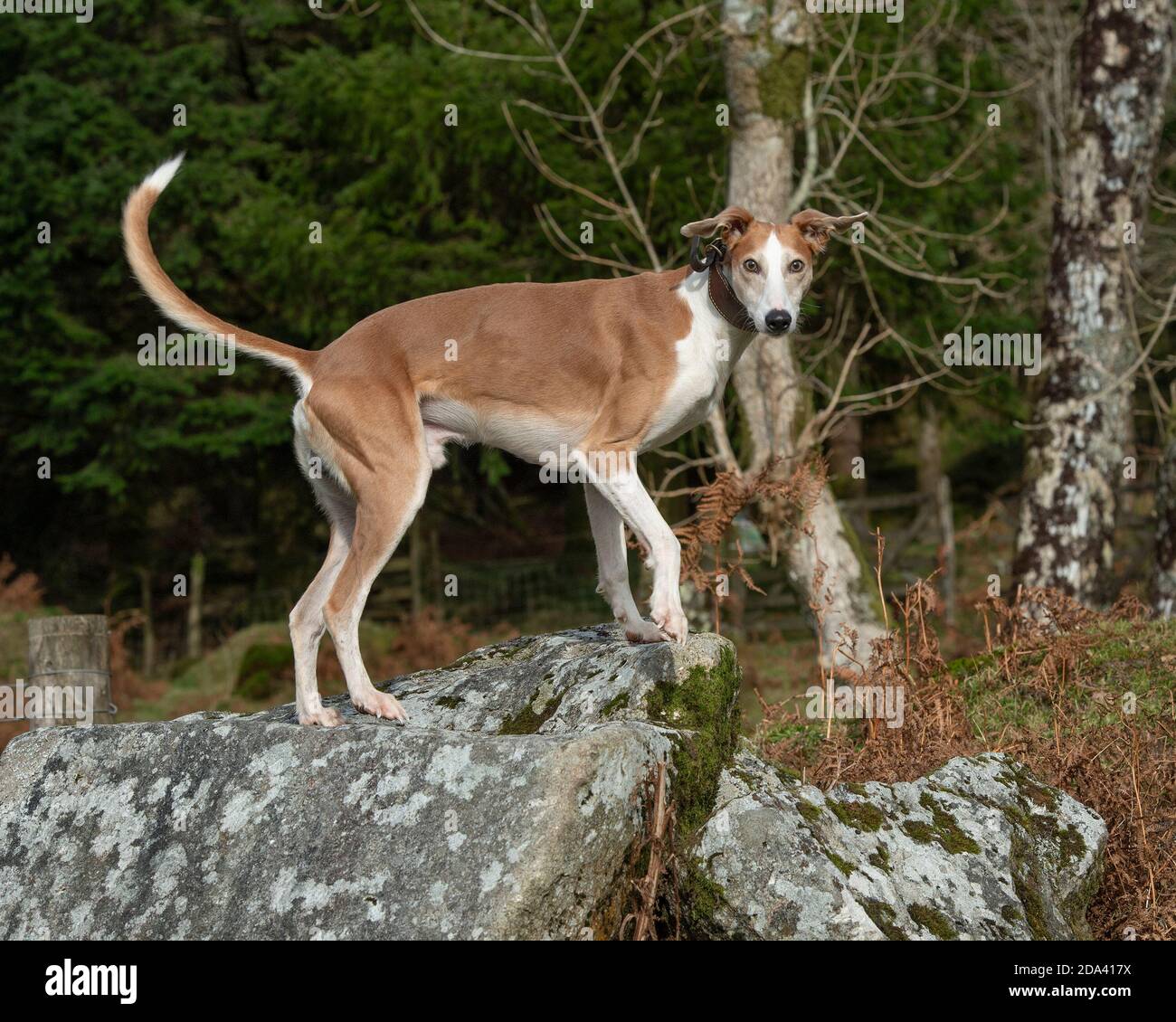 Dog exploring hi-res stock photography and images - Alamy