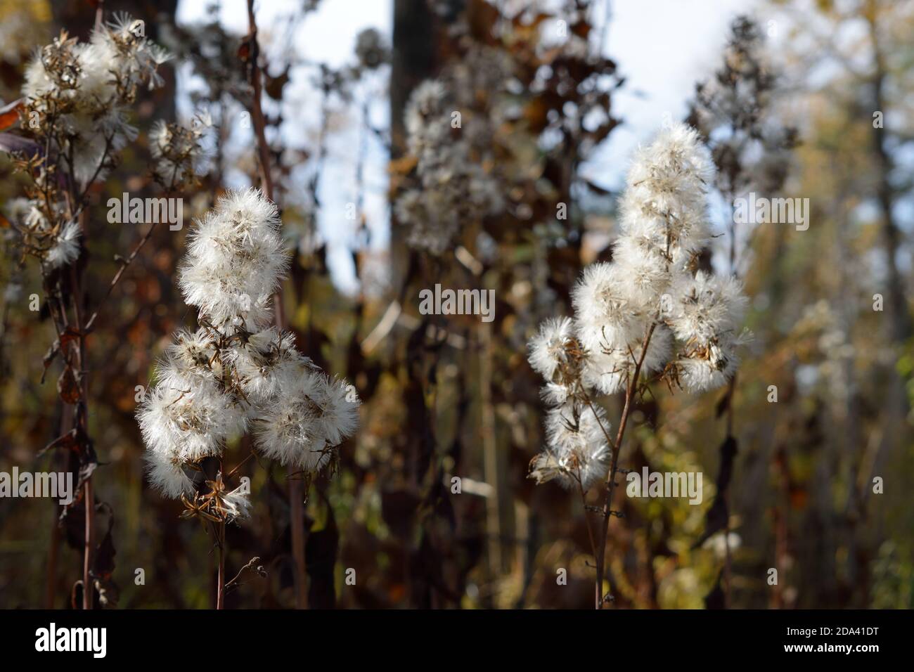 Hawkweed or Similar Plant Seed Heads Found in Siberia in Autumn Stock ...